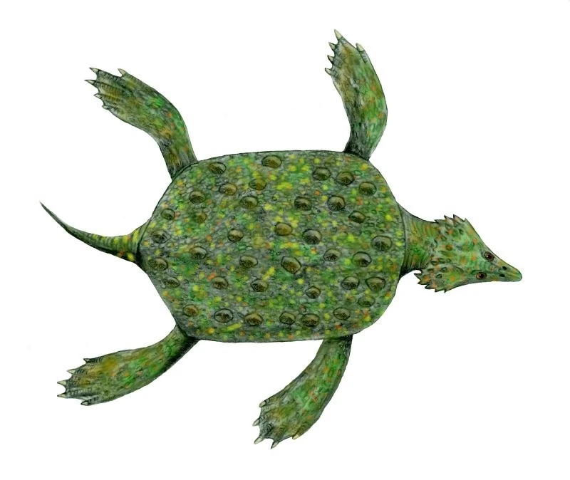 Placochelys | All Species Wiki | Fandom