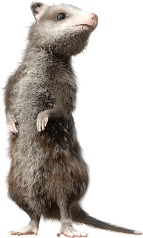 Alphadon | All Species Wiki | Fandom