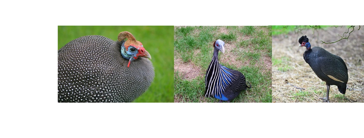 Numididae | All Species Wiki | Fandom