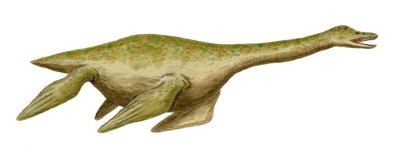 Cryptocleidus | All Species Wiki | Fandom