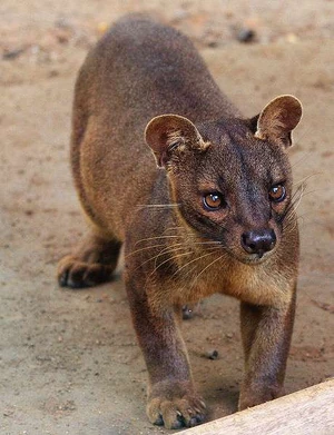 Fossa | All Species Wiki | Fandom