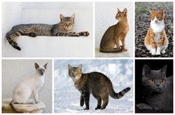 Domestic Cat | All Species Wiki | Fandom