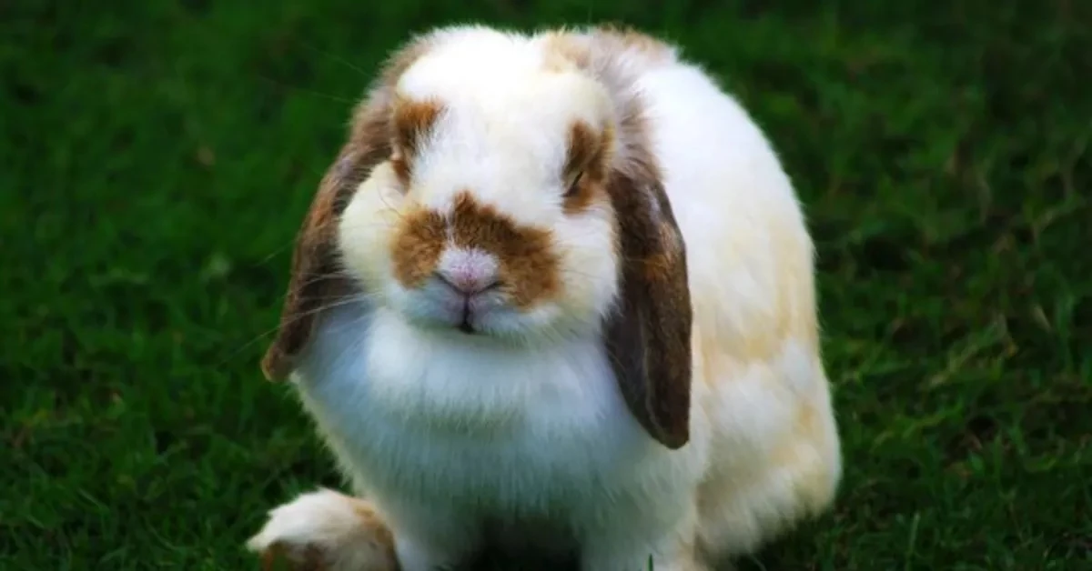 Holland Lop | All Species Wiki | Fandom