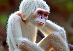 Pan albus | All Species Wiki | Fandom