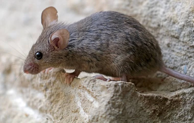 House mouse | All Species Wiki | Fandom