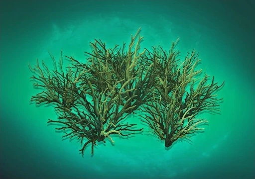 Antler Grass | All Species Wiki | Fandom
