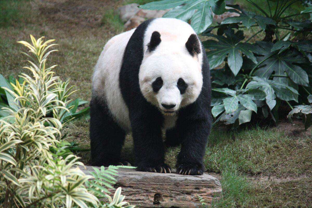 Giant Panda | All Species Wiki | Fandom