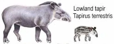 tapir and juvenile coloring pages