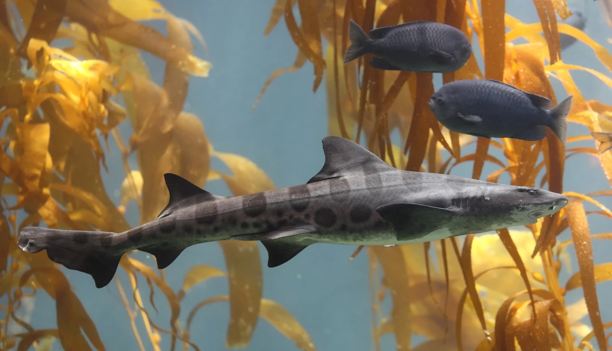 Leopard Shark | All Species Wiki | Fandom