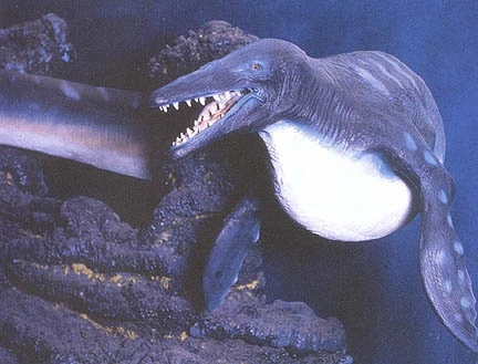 Basilosaurus | All Species Wiki | Fandom