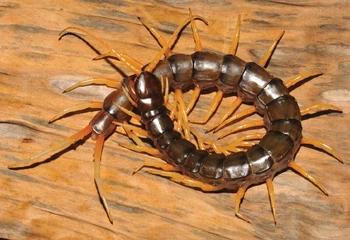 centipede cuticle