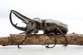 Atlas beetle | All Species Wiki | Fandom