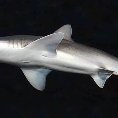 Bonnethead Shark Teeth