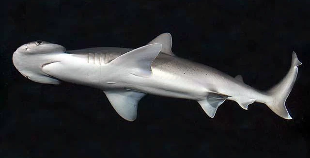 Scoophead Shark