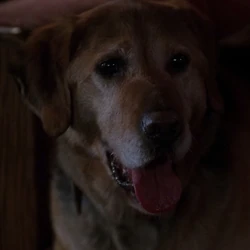 Dog | All Species Wiki | Fandom