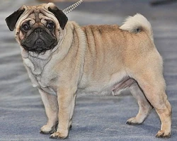 Pug | All Species Wiki | Fandom