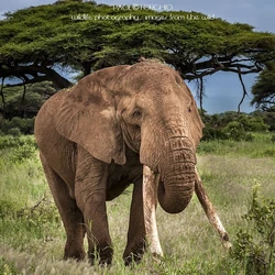 Proboscideans Size