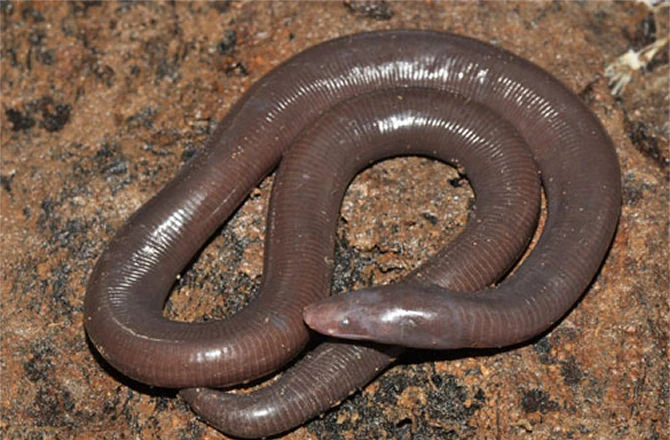 Ichthyophis cardamomensis | All Species Wiki | Fandom