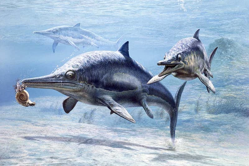 Ichthyosaurus | All Species Wiki | Fandom