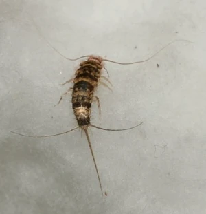 Firebrat | All Species Wiki | Fandom