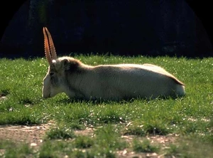 Saiga | All Species Wiki | Fandom