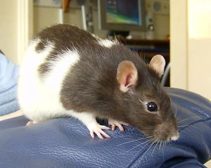 Fancy rat | All Species Wiki | Fandom