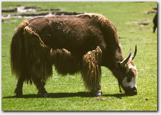 Yak | All Species Wiki | Fandom