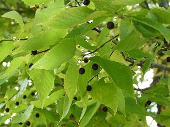Common hackberry | All Species Wiki | Fandom