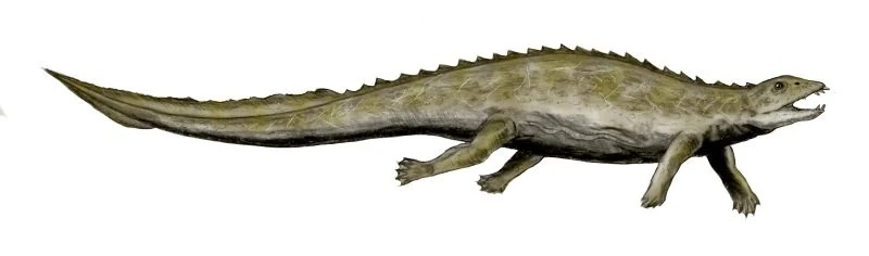 Placodus | All Species Wiki | Fandom