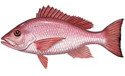 Northern Red Snapper | All Species Wiki | Fandom