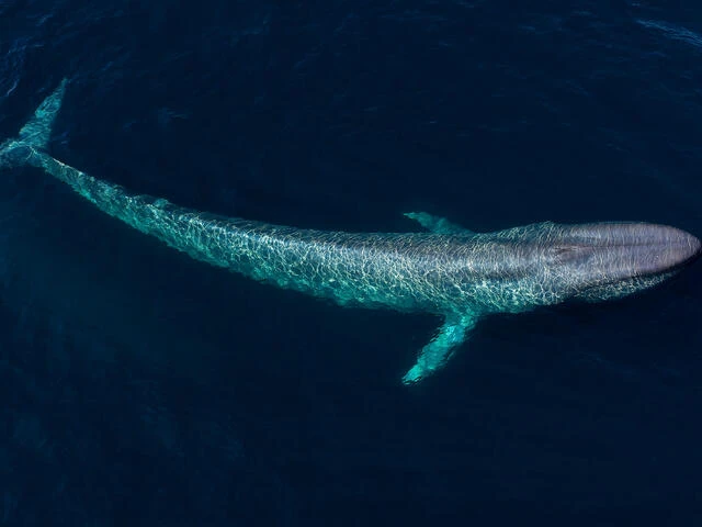 Blue Whale | All Species Wiki | Fandom