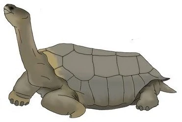 Saddle backed Mauritius Tortoise | All Species Wiki | Fandom