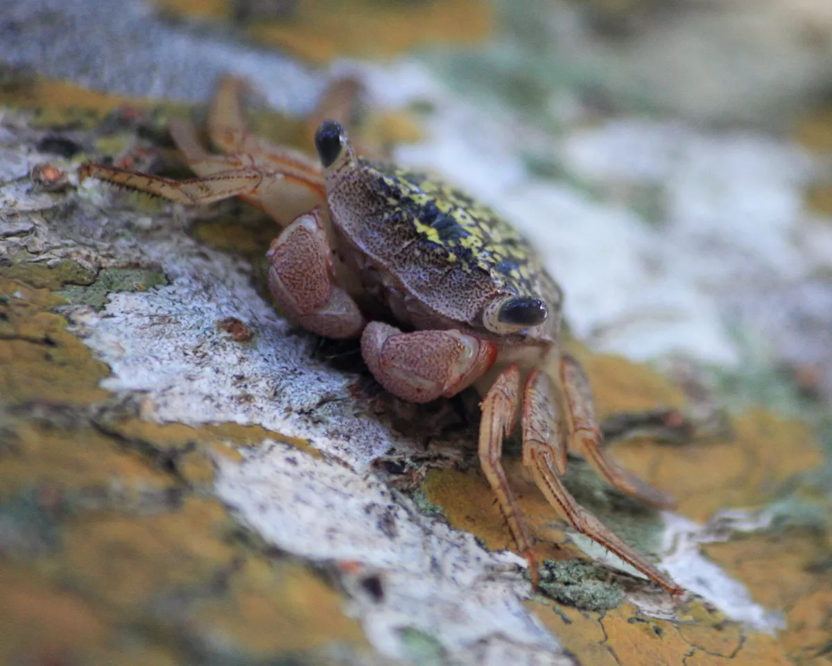 Mangrove tree crab | All Species Wiki | Fandom