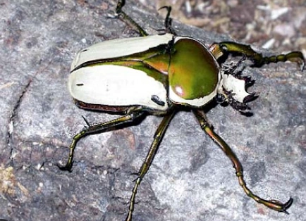 Ranzania bertolonii | All Species Wiki | Fandom