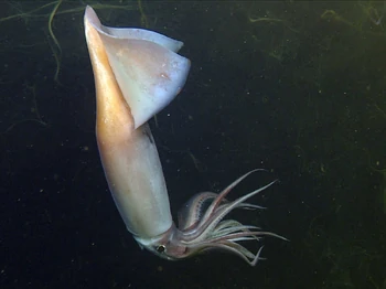 Humboldt squid | All Species Wiki | Fandom