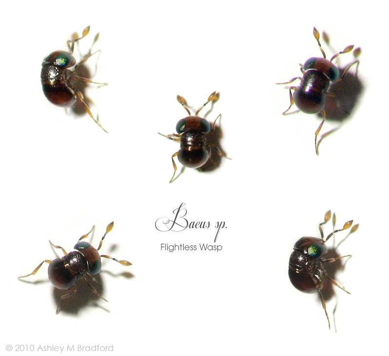 Baeus | All Species Wiki | Fandom