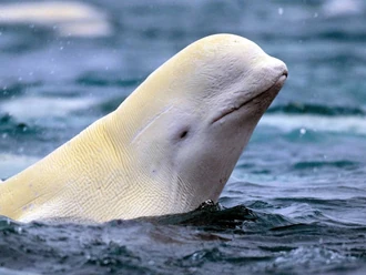 Beluga | All Species Wiki | Fandom