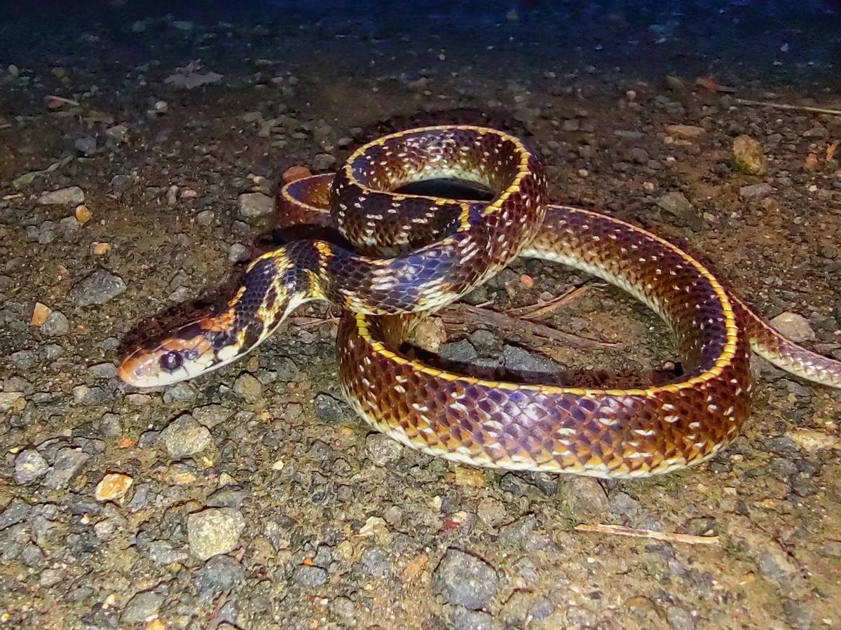 Indian egg eating snake | All Species Wiki | Fandom