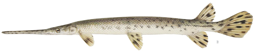 Longnose gar | All Species Wiki | Fandom