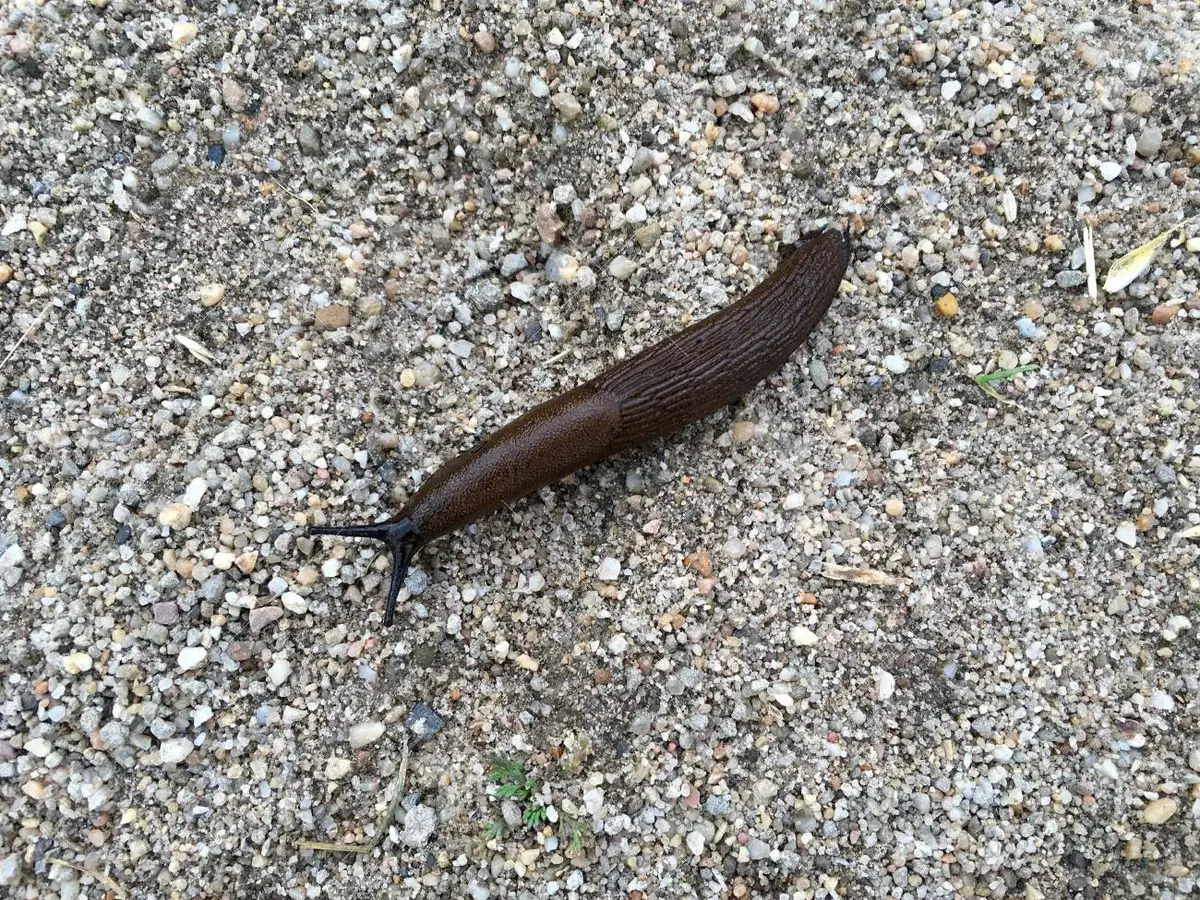 Spanish slug | All Species Wiki | Fandom