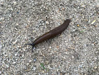 Spanish slug | All Species Wiki | Fandom