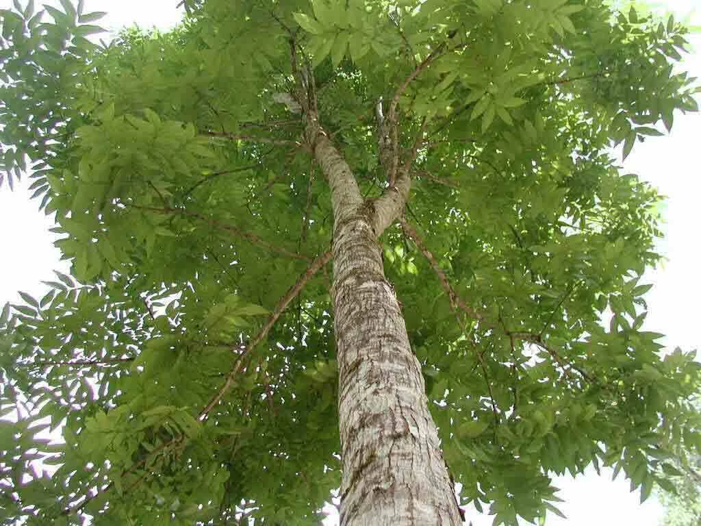 Mahogany Scientific Name