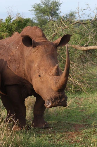 Rhinoceroses | All Species Wiki | Fandom