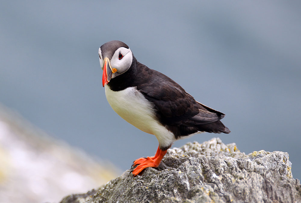 Puffin | All Species Wiki | Fandom