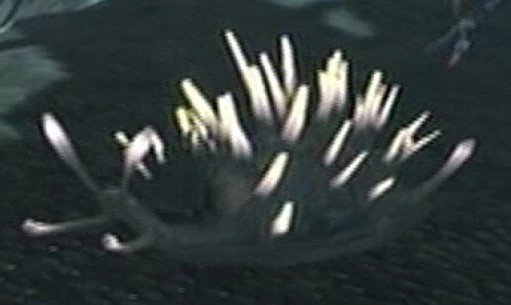 Felucian Slug | All Species Wiki | Fandom