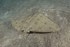 Spiny Butterfly Ray | All Species Wiki | Fandom