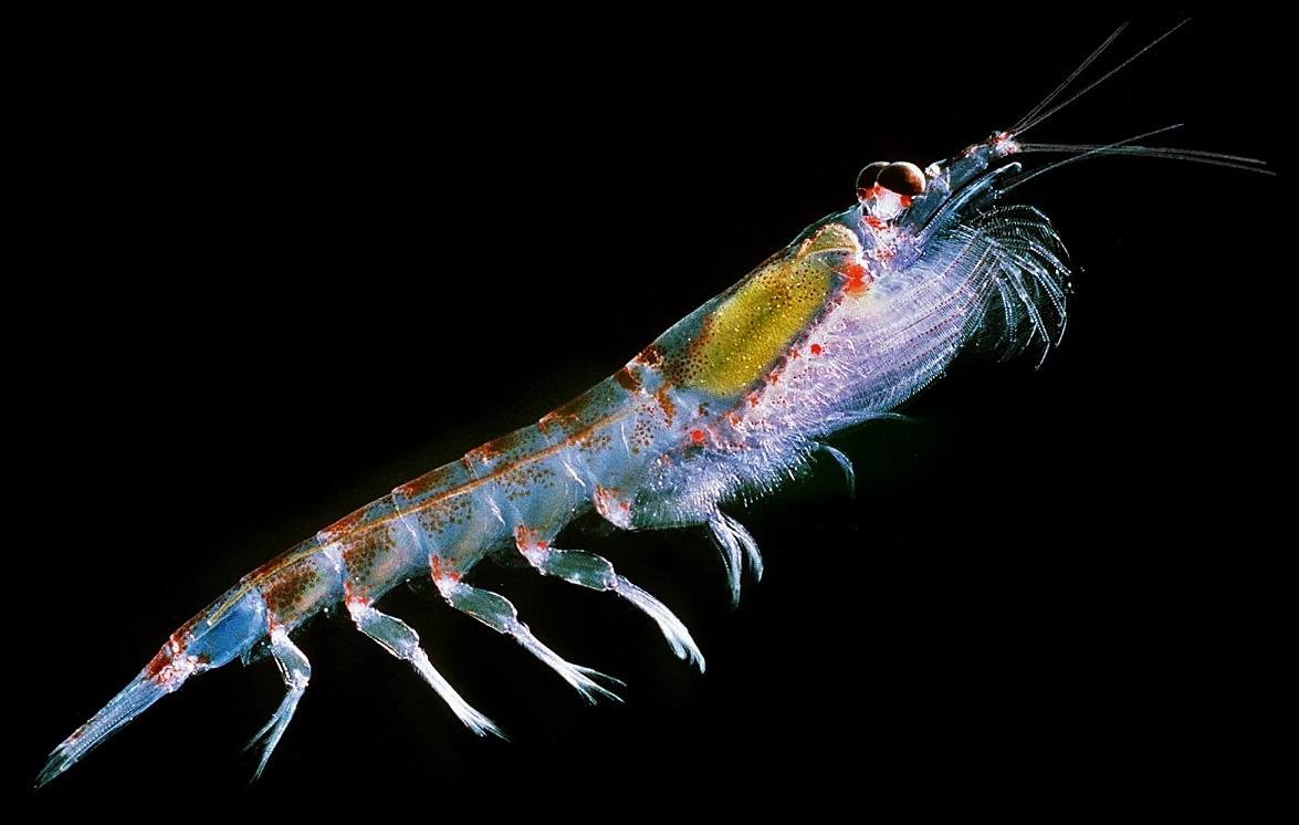 Antarctic Krill | All Species Wiki | Fandom