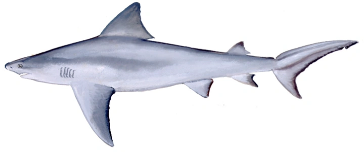 Bull Shark | All Species Wiki | Fandom