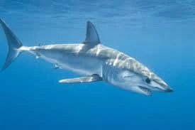 Longfin mako shark | All Species Wiki | Fandom