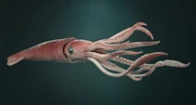 Giant squid | All Species Wiki | Fandom